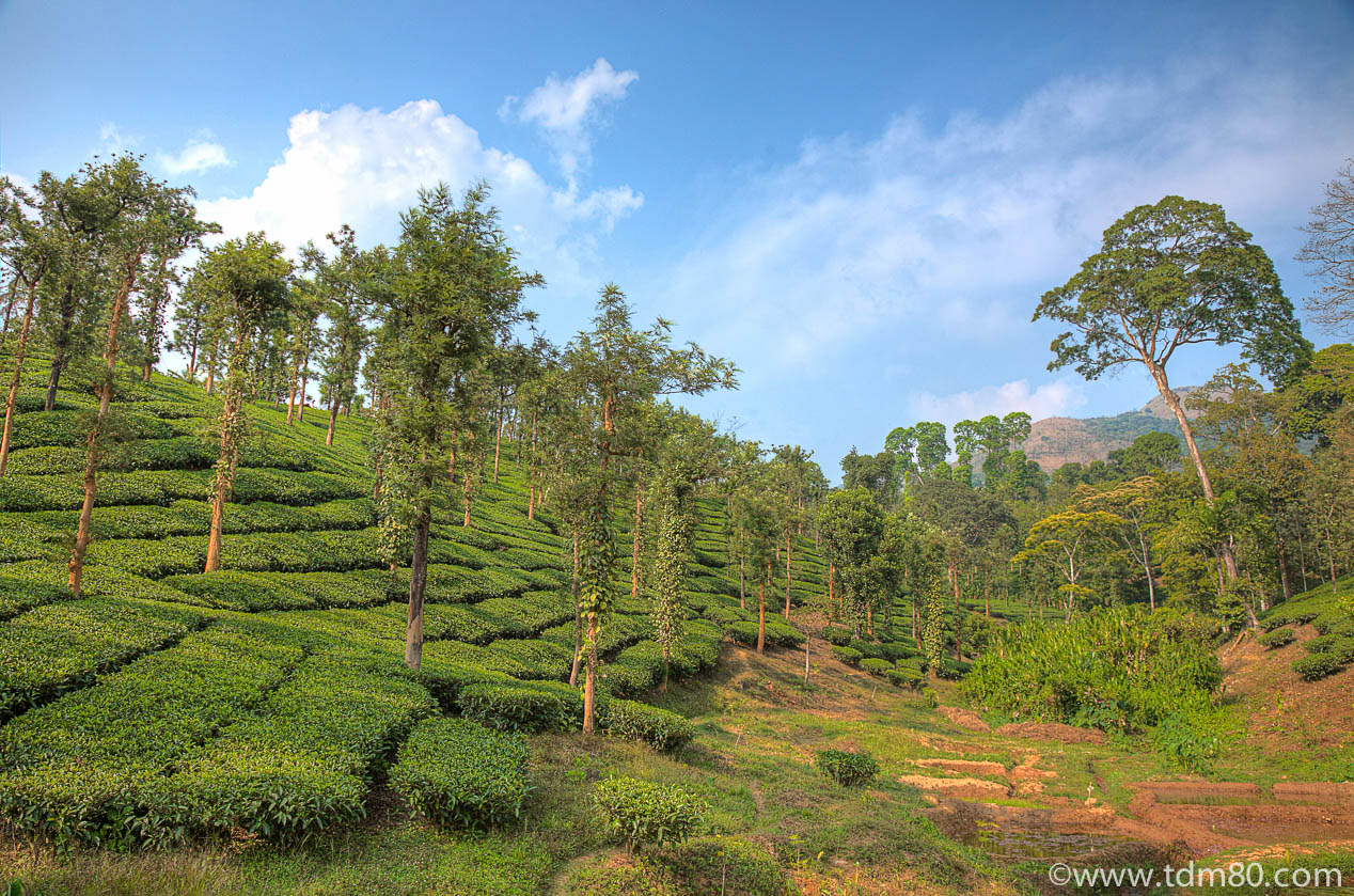 7 raisons qui m'ont fait adorer le Kerala - Le Tour du Monde à 80 cm